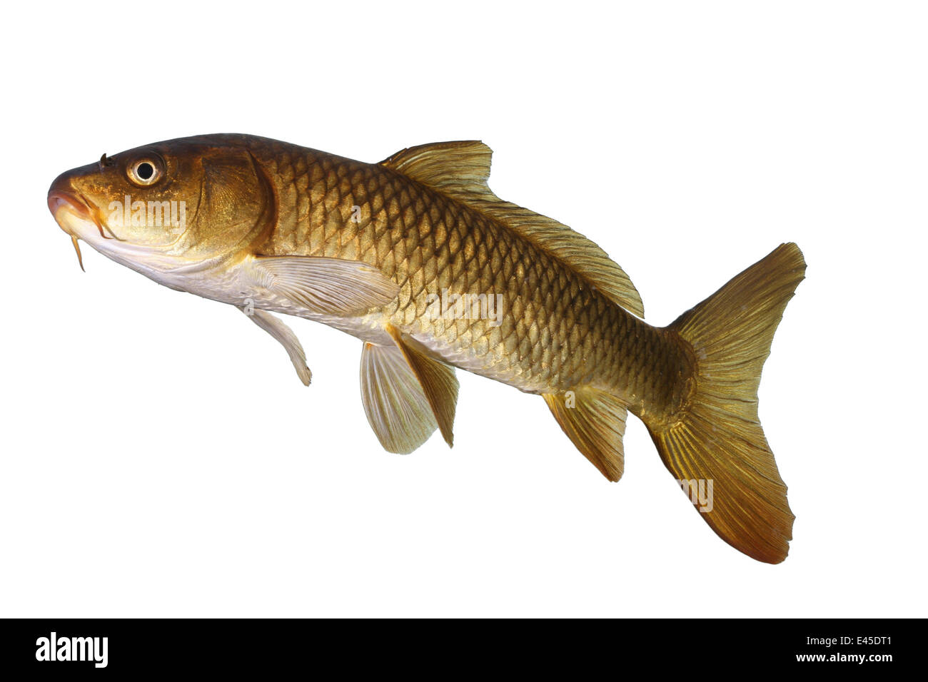 English carp Cut Out Stock Images & Pictures - Alamy