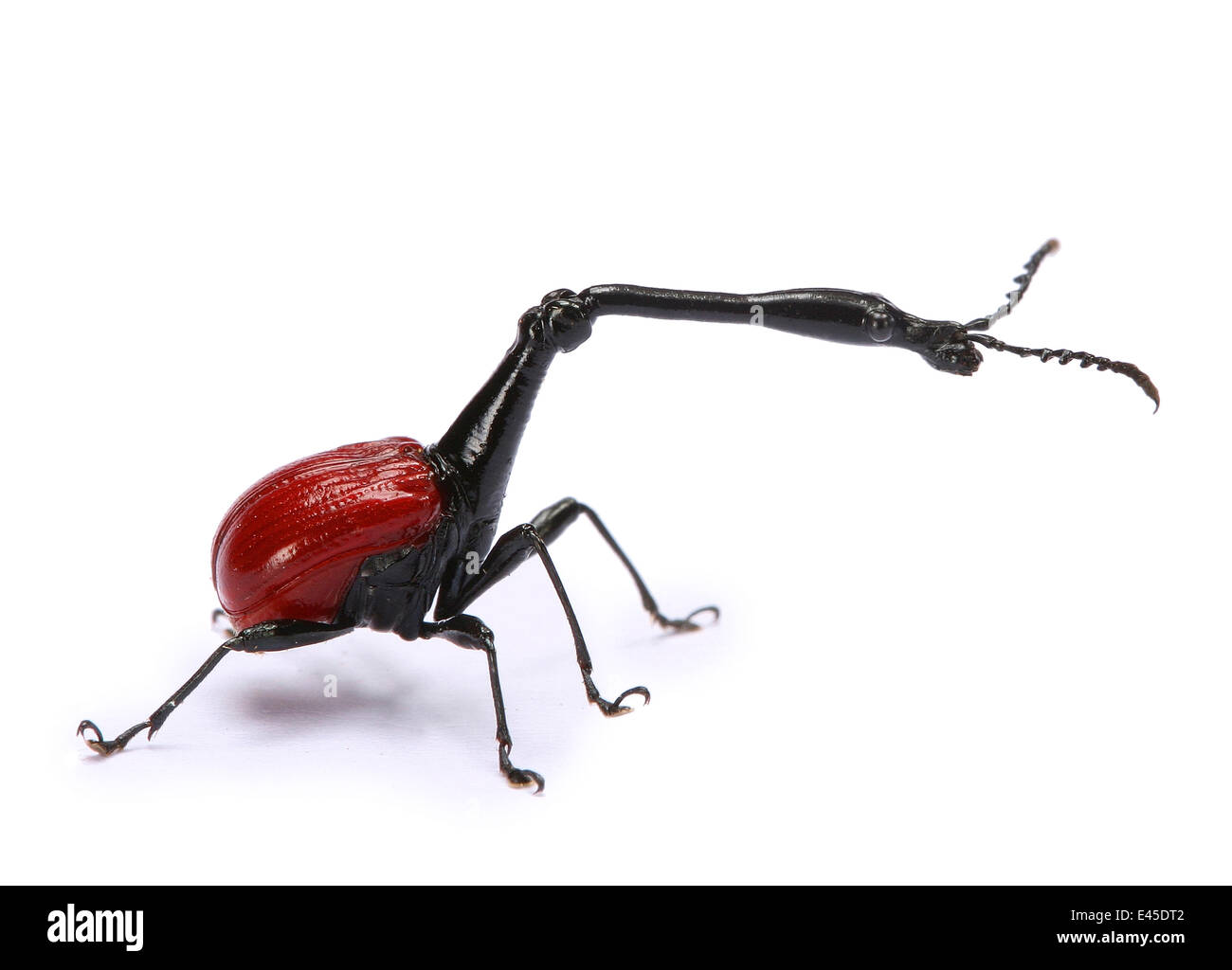 Giraffe necked weevil (Trachelophorus giraffa) male, captive ...