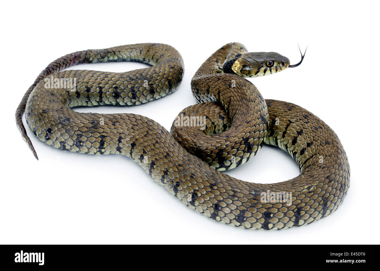 Grass Snake (Natrix natrix) captive, Surrey, England Stock Photo - Alamy