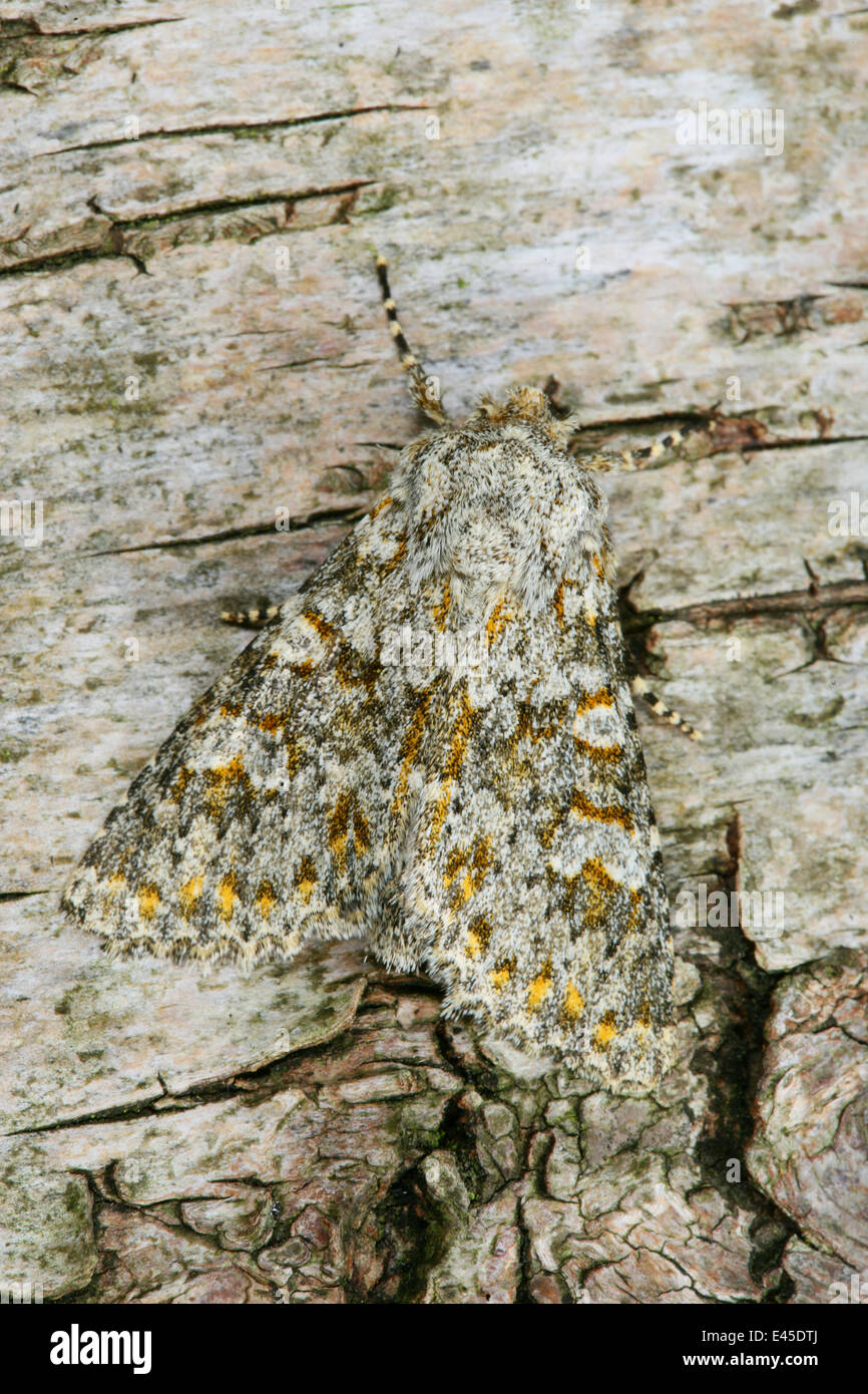 Large european moth hi-res stock photography and images - Alamy