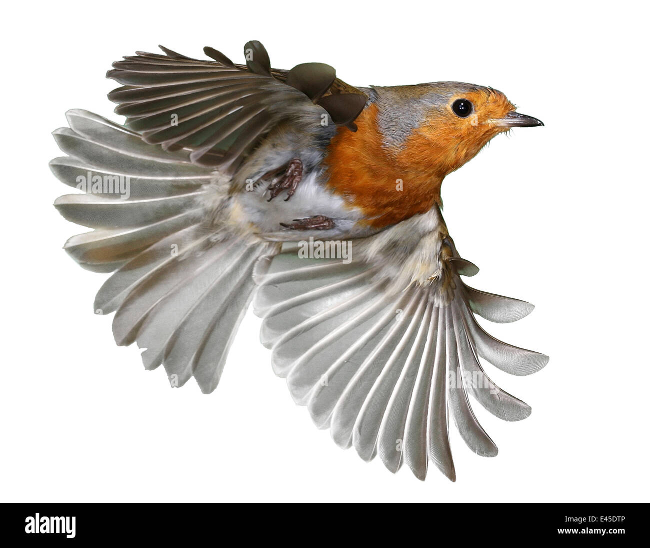 Robin in flight hi-res stock photography and images - Alamy