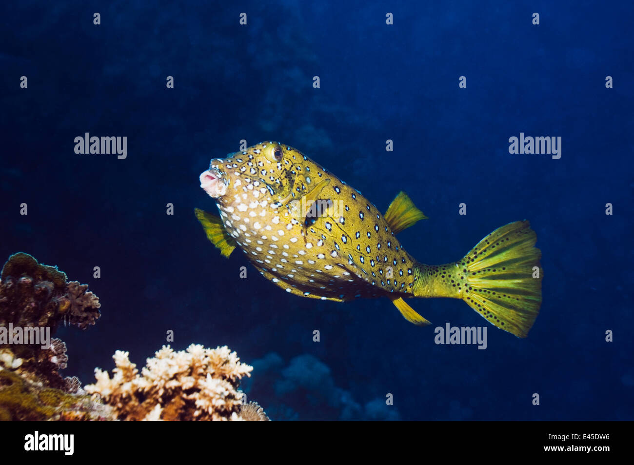 Yellow Boxfish / Cube trunkfish (Ostracion cubicus) Egypt, Red Sea ...