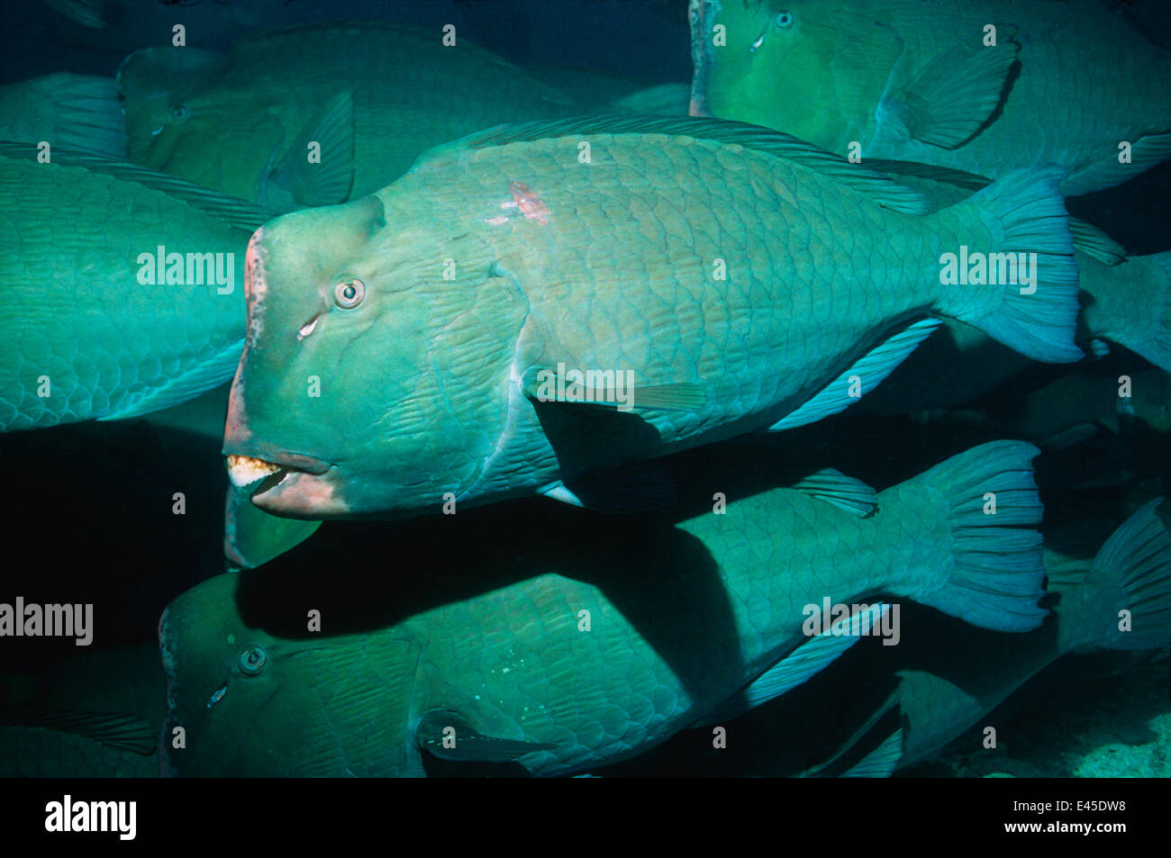 Bumphead parrotfish (Bolbometopon muricatum) Malaysia Stock Photo - Alamy