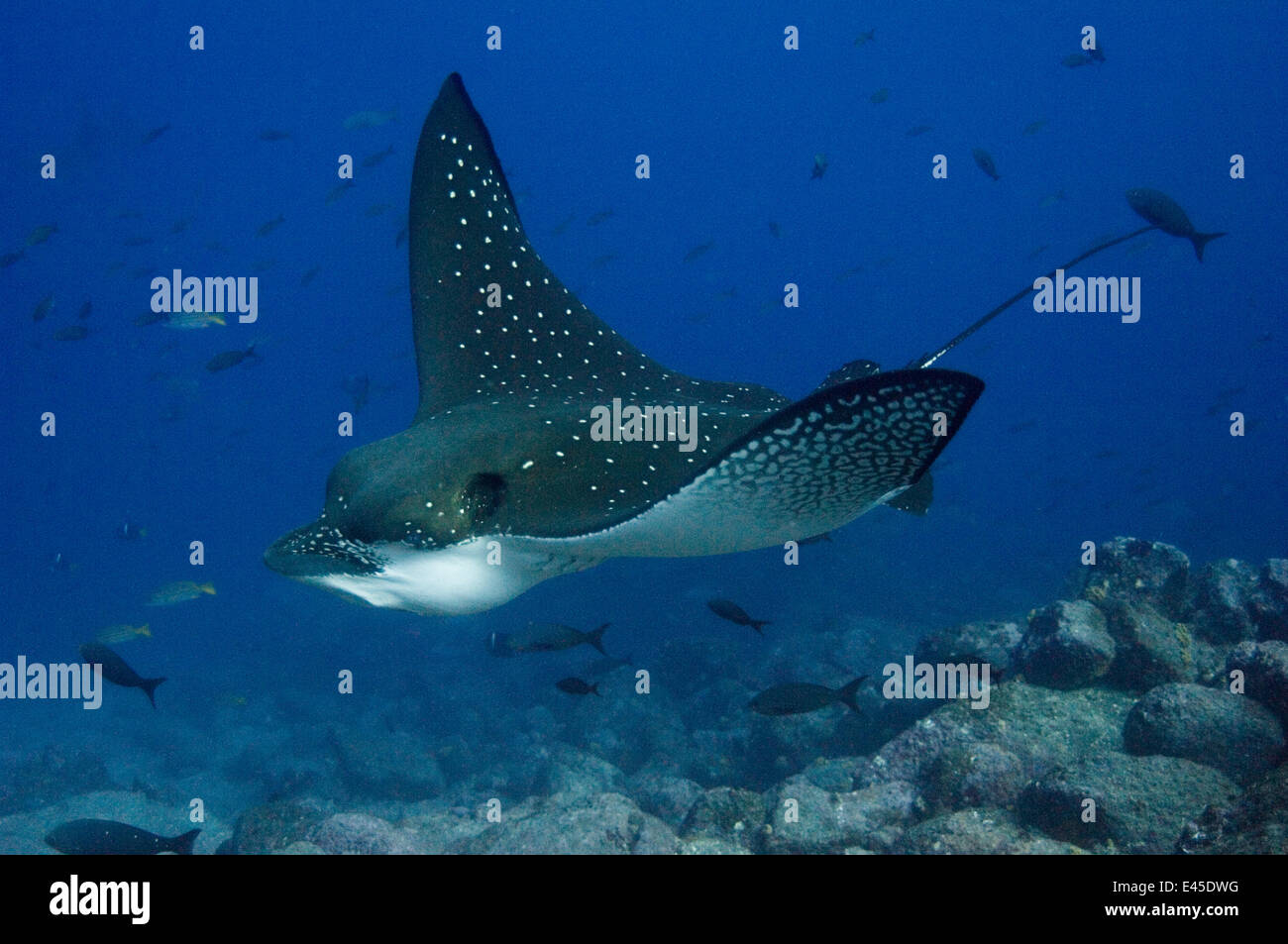 Spotted eagle ray (Aetobatus narinari) off Darwin Island, Galapagos ...