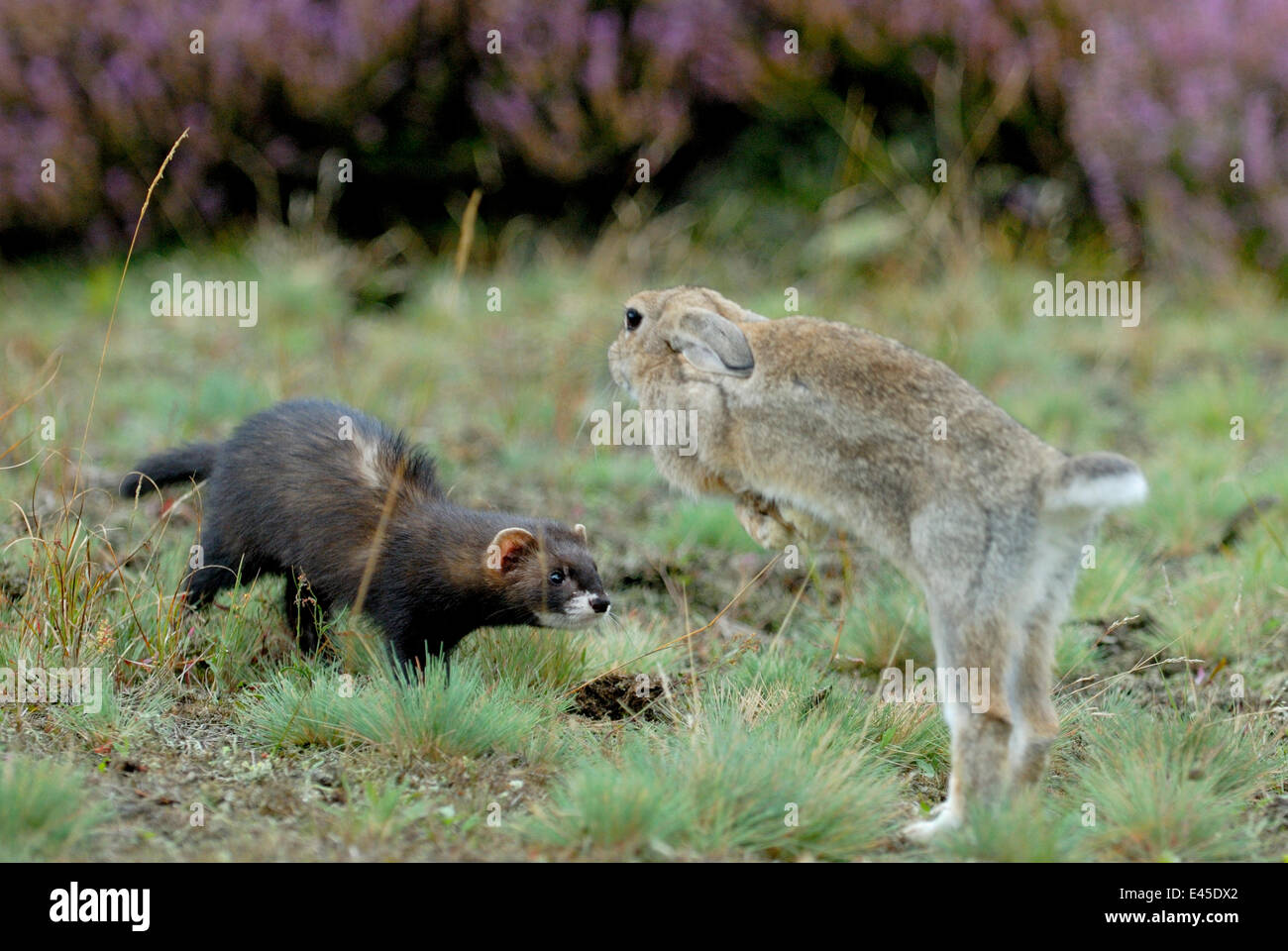 Rabbits bounding away hi-res stock photography and images - Alamy