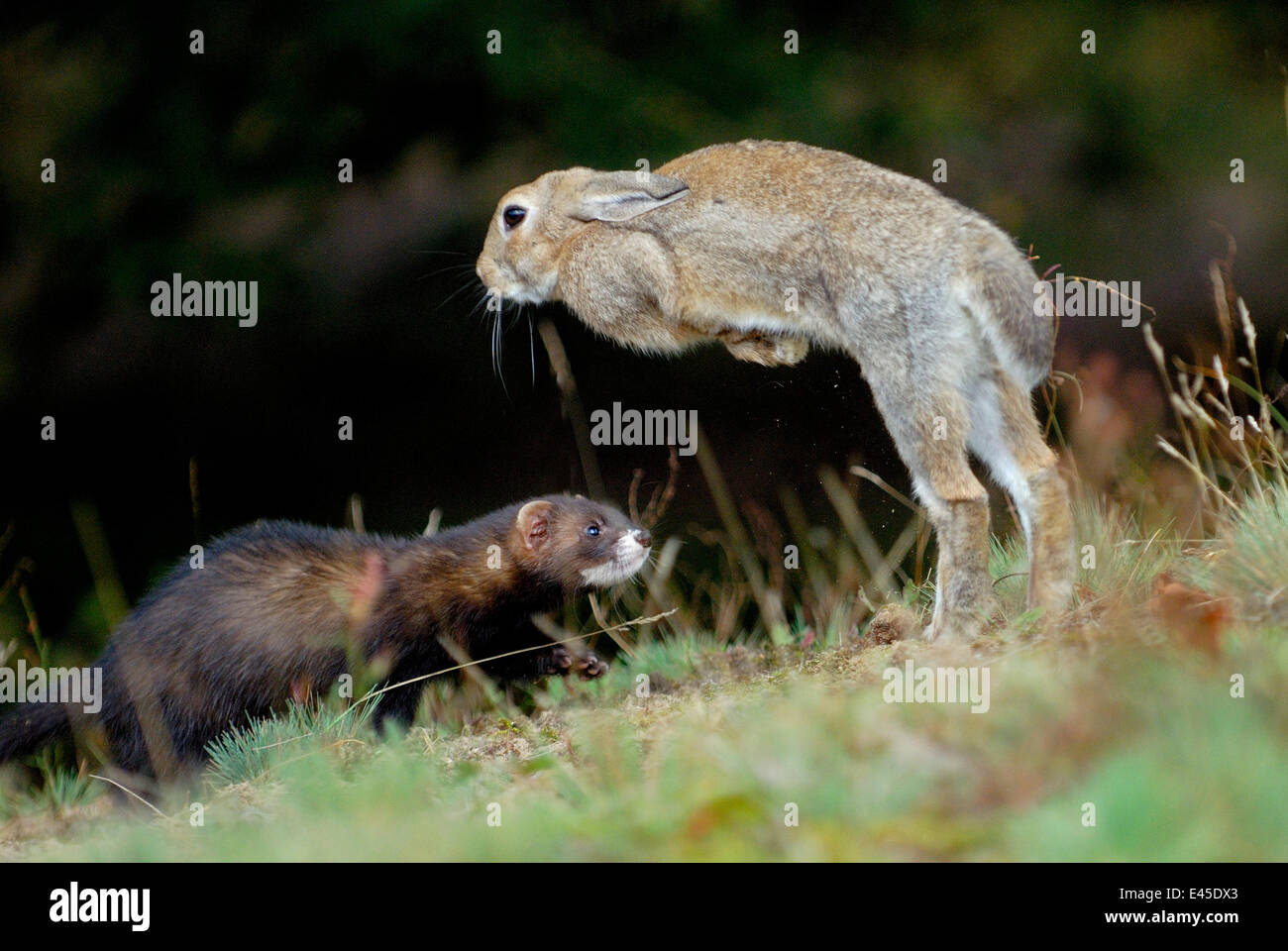 European polecat (Mustela putorius) hunting rabbit which is jumping to ...