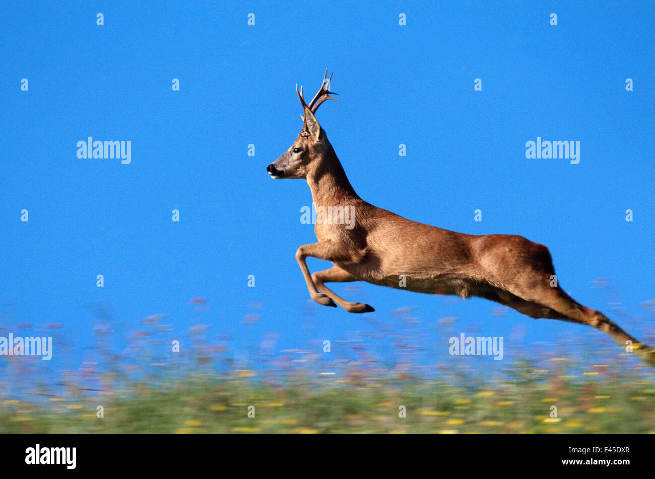 Female roe deer uk running hi-res stock photography and images - Alamy