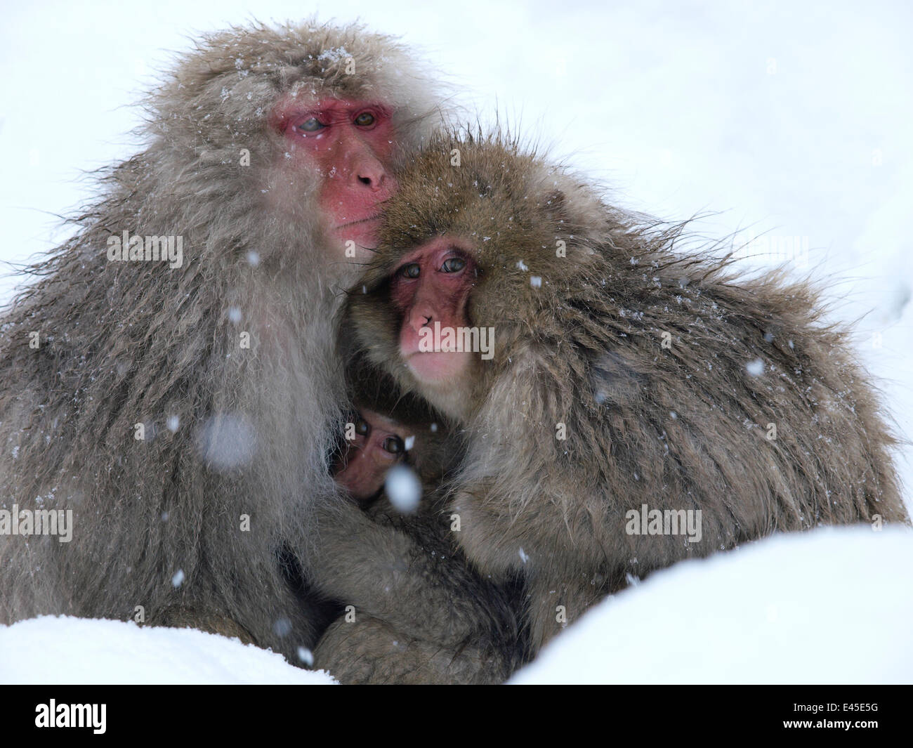 Japanese macaque (Macaca fuscata) family huddled together for warmth on ...