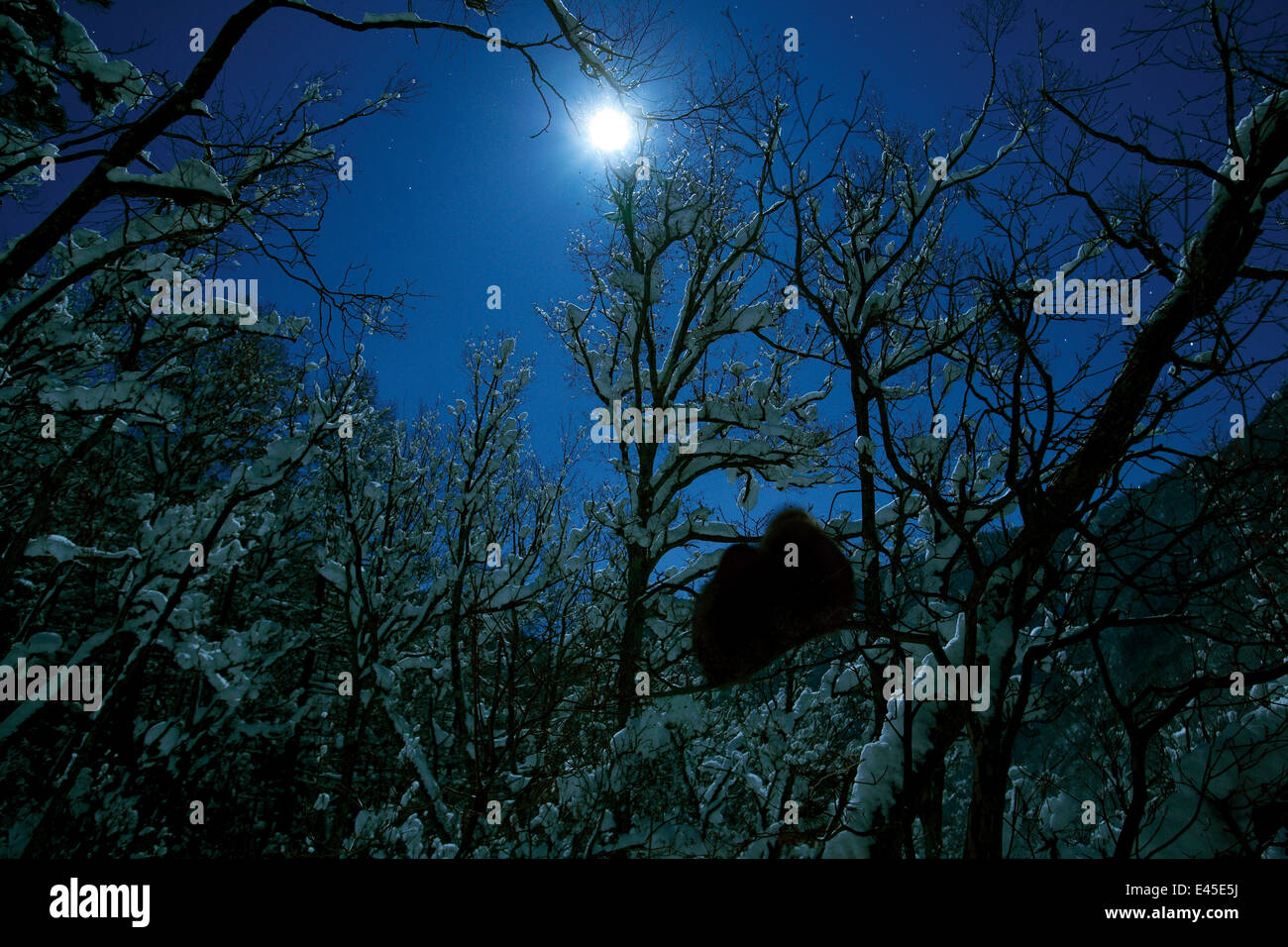 Monkeys sleeping together hi-res stock photography and images - Alamy