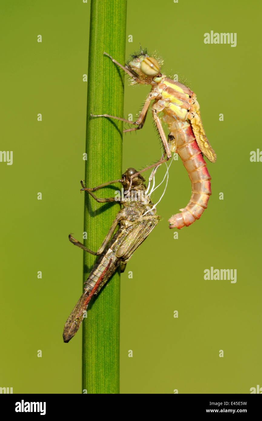 Damselfly life cycle hi-res stock photography and images - Alamy