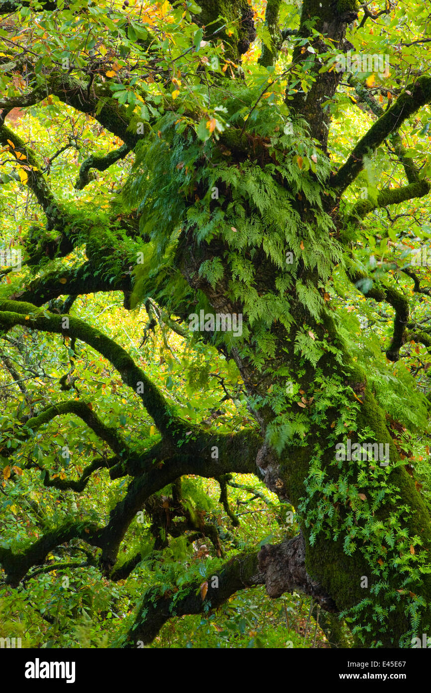 Large oak tree {Quercus sp} with ferns growing on trunk, Alcornocales ...