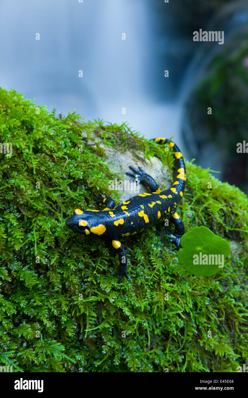European fire salamander {Salamandra salamandra} Alcornocales NP, Cadiz ...