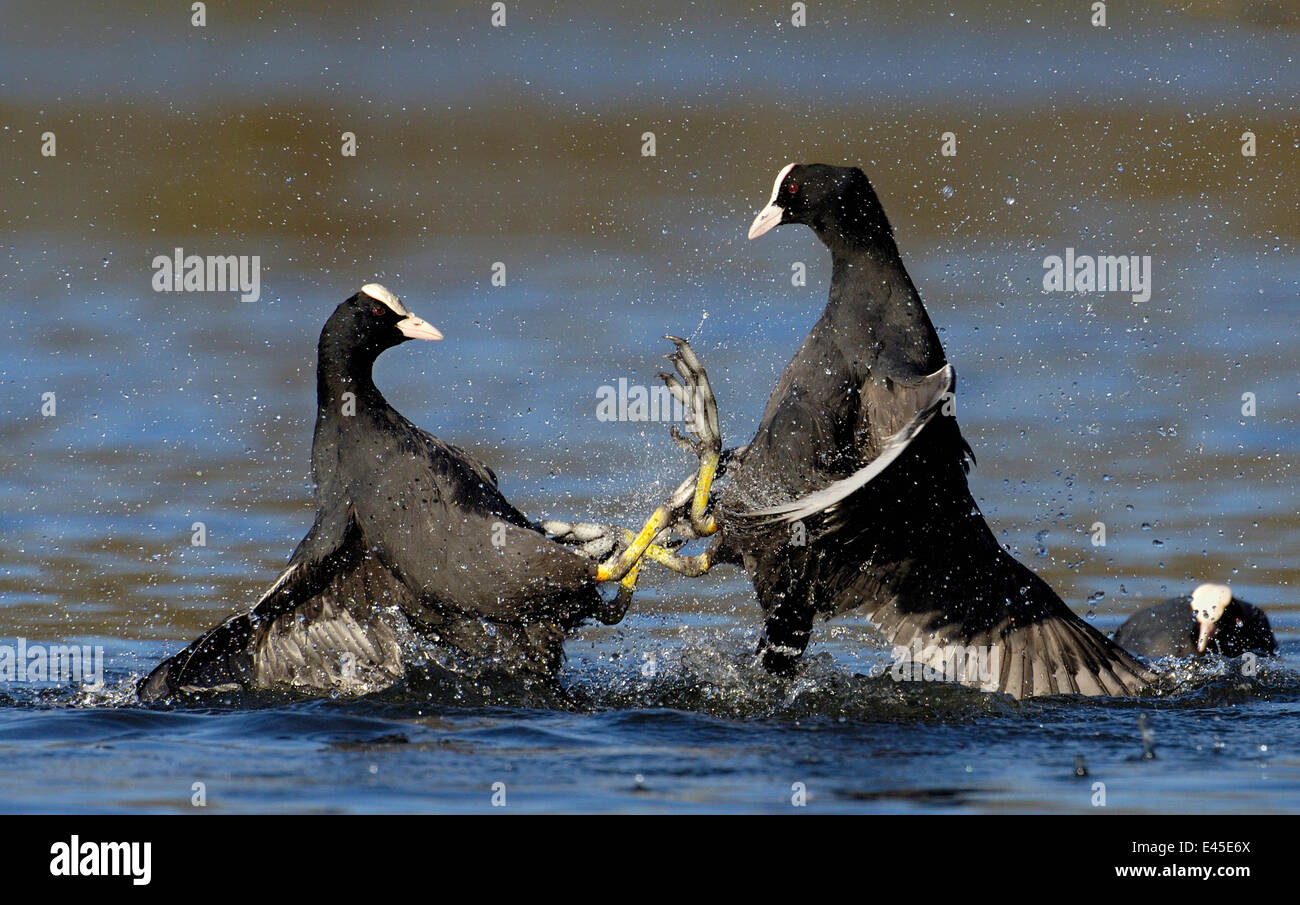 Coot aggression fight fighting territorial dispute hi-res stock ...