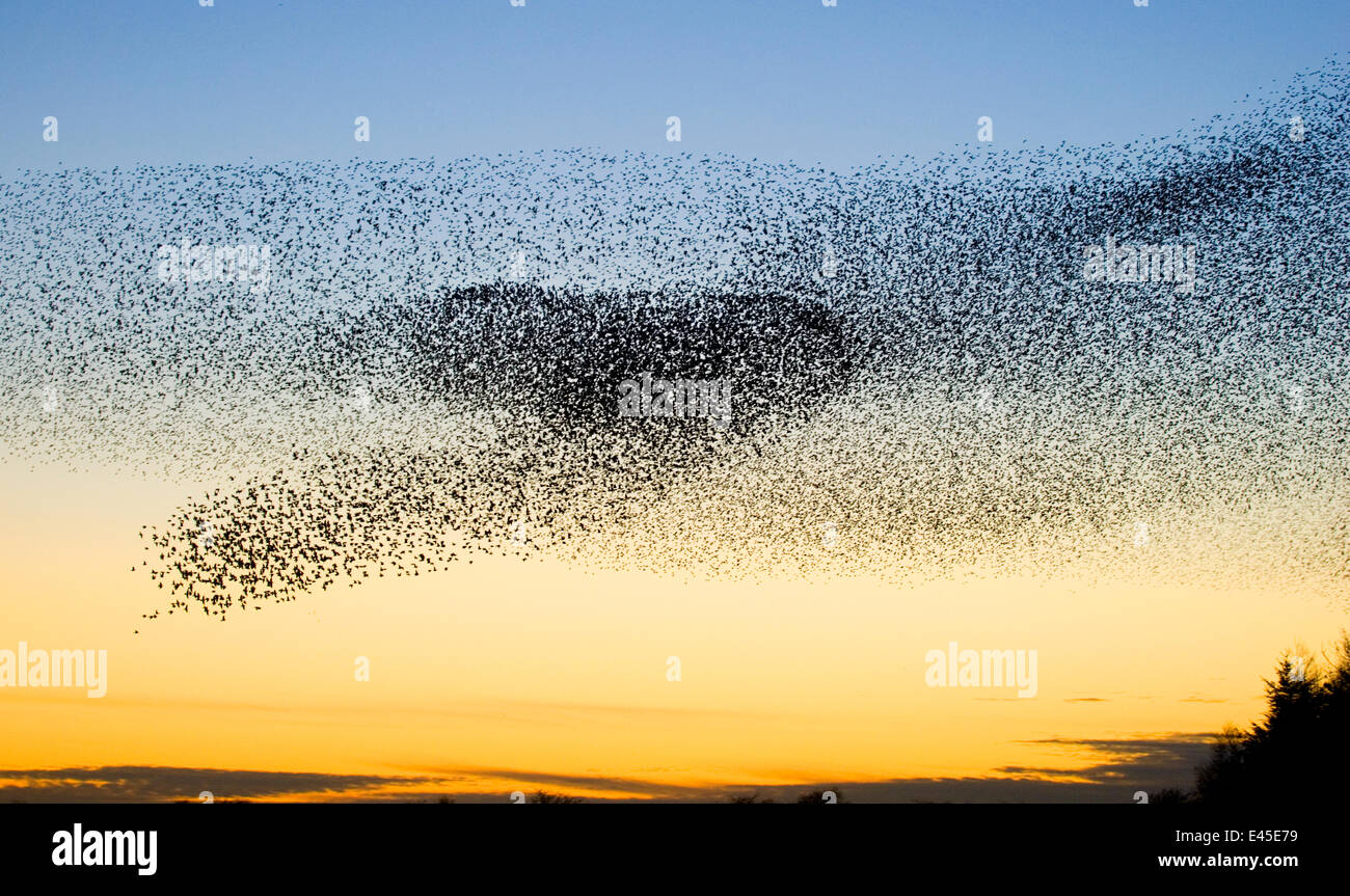 Common starling mass roost hi-res stock photography and images - Alamy