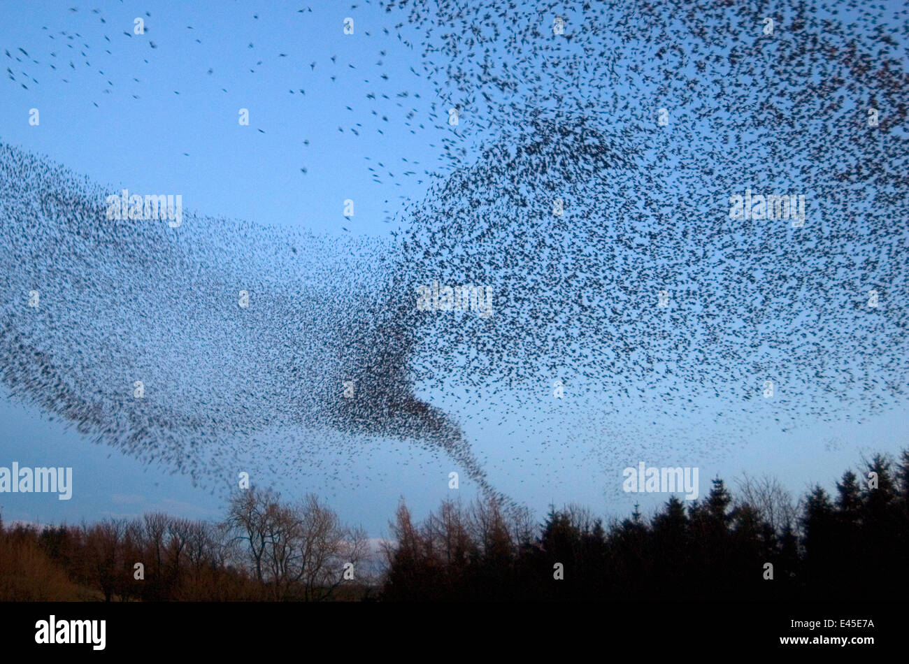 Common starling mass roost hi-res stock photography and images - Alamy
