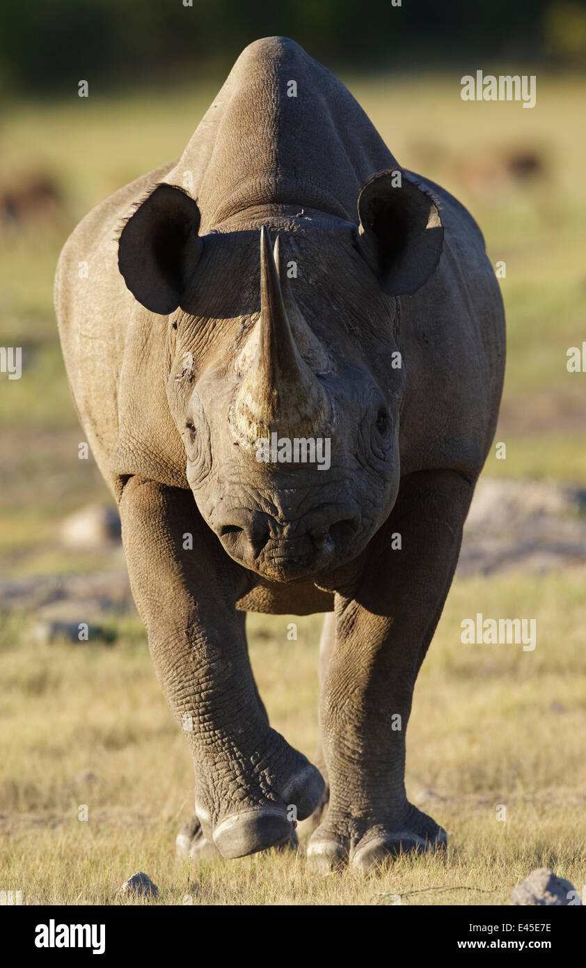 Black rhinoceros running hi-res stock photography and images - Alamy