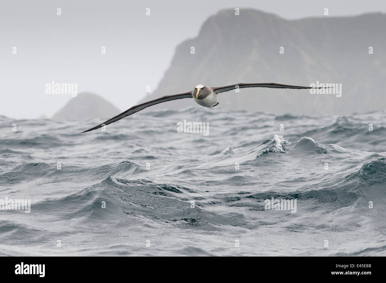 Buller's albatross / Mollyhawk (Thalassarche / Diomedea bulleri) flying ...