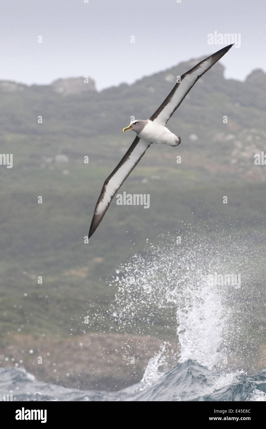 Buller's albatross / Mollyhawk (Thalassarche / Diomedea bulleri) flying ...