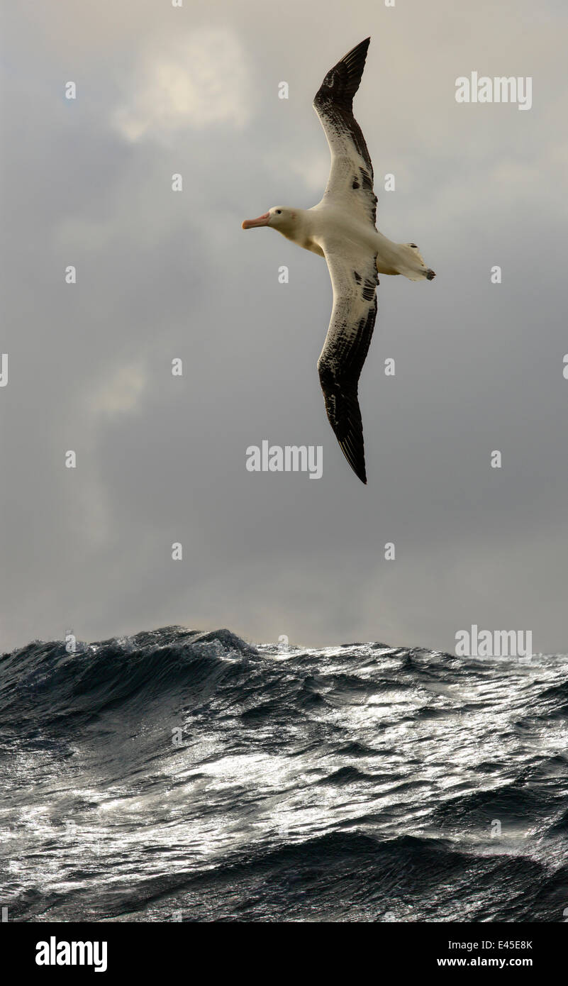 Wandering albatross {Diomedea exulans} flying over open ocean, South ...