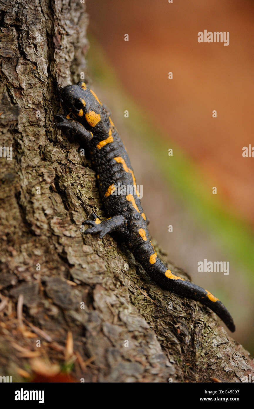 European fire salamanders hi-res stock photography and images - Alamy