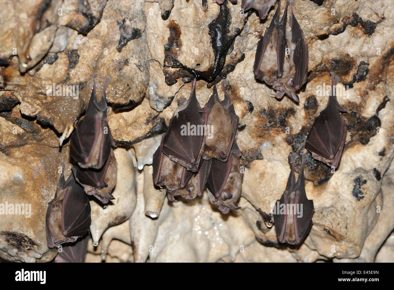 Greater Horseshoe Bats (Rhinolophus ferrumequinum) roosting, Piatra ...