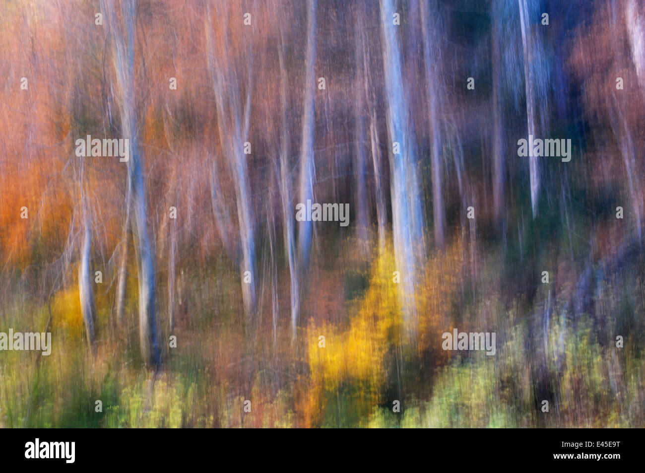 Beech (Fagus sp) forest in autumn, soft focus, Piatra Craiului National ...