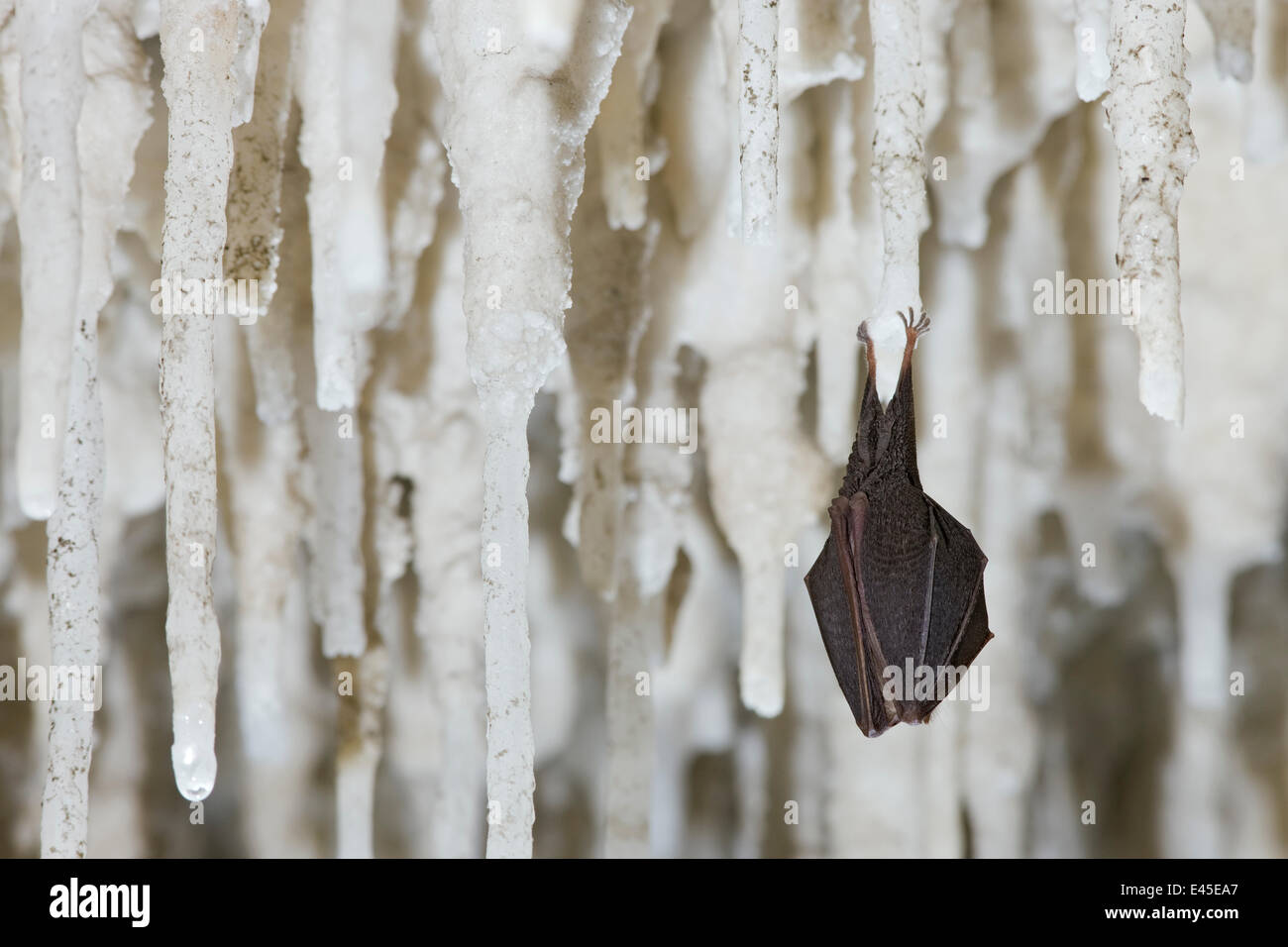 Lesser Horseshoe Bat (Rhinolophus hipposideros) hibernating amongst ...