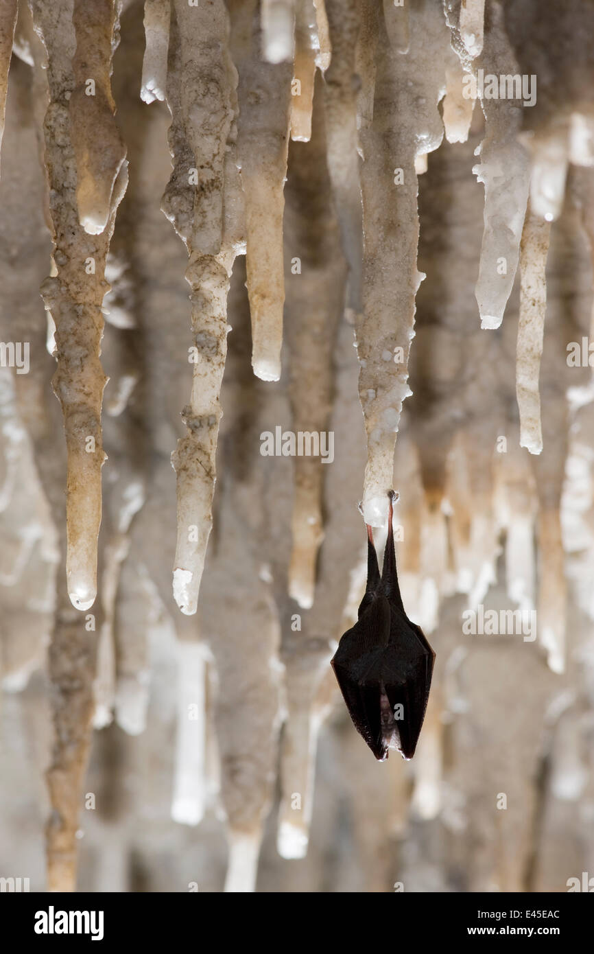 Lesser Horseshoe Bat (Rhinolophus hipposideros) hibernating in cave ...