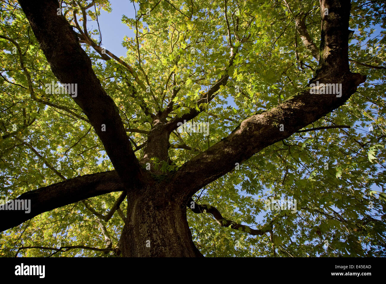 Oriental plane tree hi-res stock photography and images - Alamy