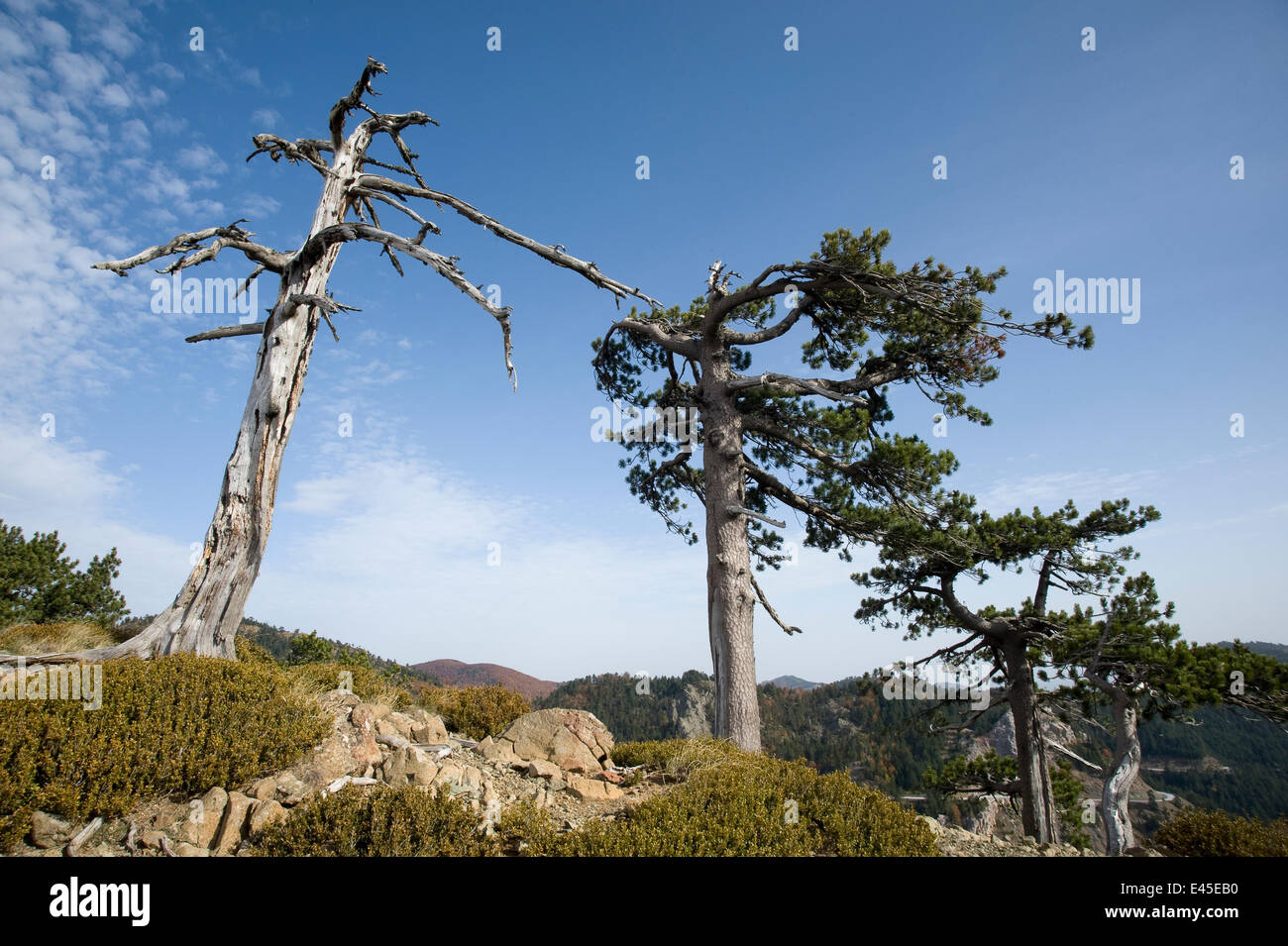 High altitude european pine tree hi-res stock photography and images ...