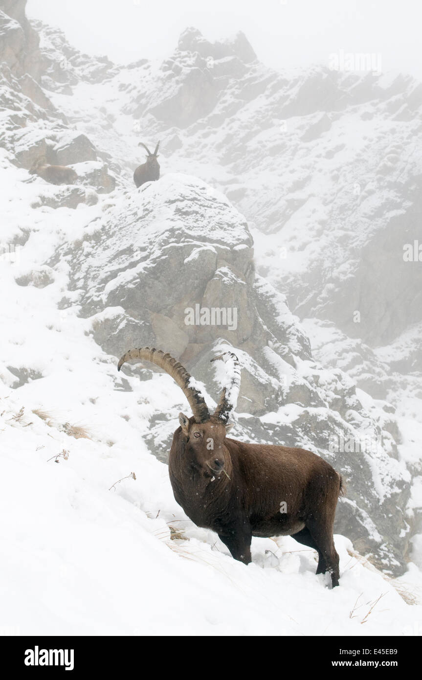 Alpine ibex (Capra ibex ibex) portrait in snow, Gran Paradiso National ...