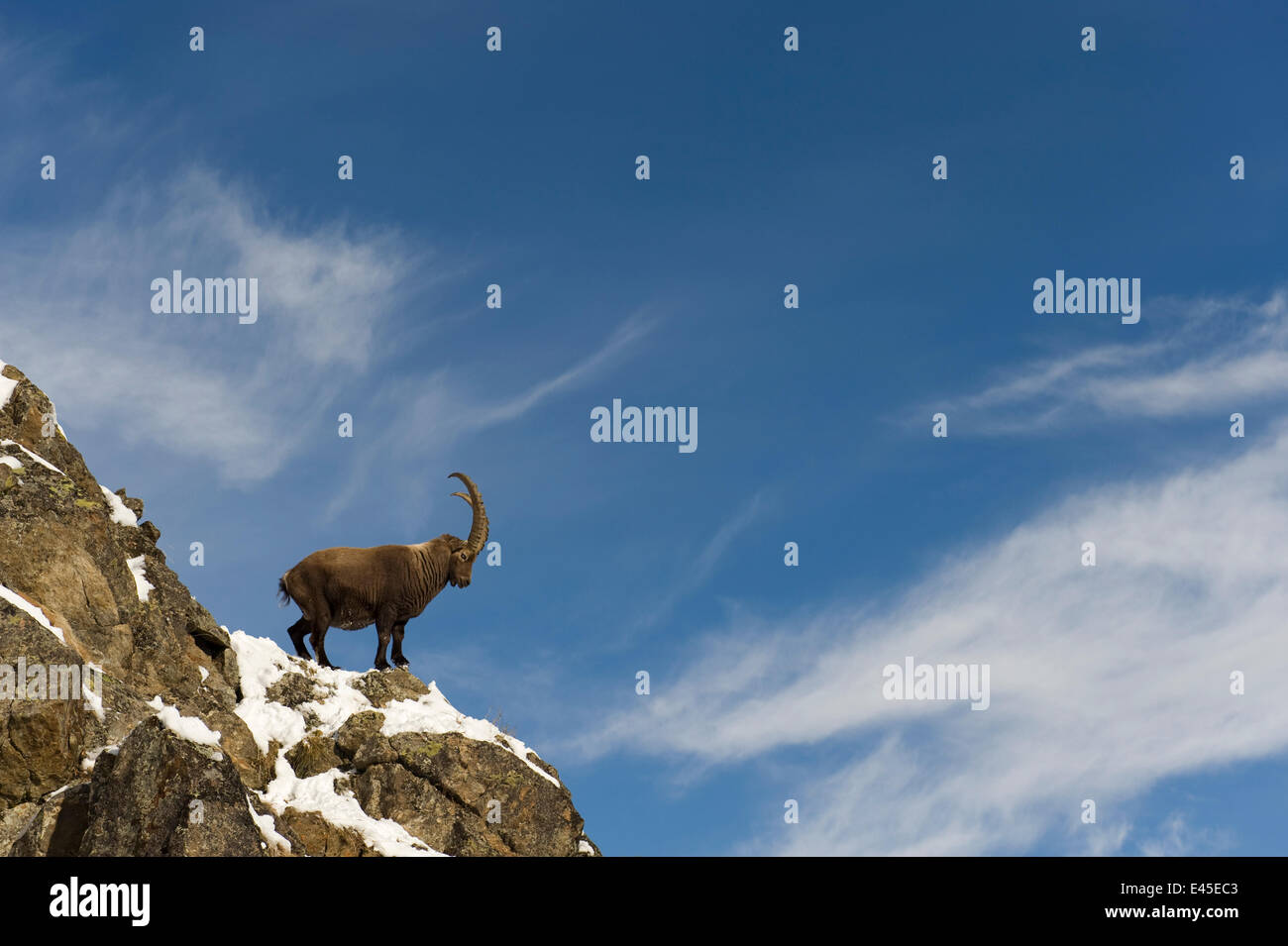 Alpine ibex (Capra ibex ibex) standing on cliff top in snow, Gran ...