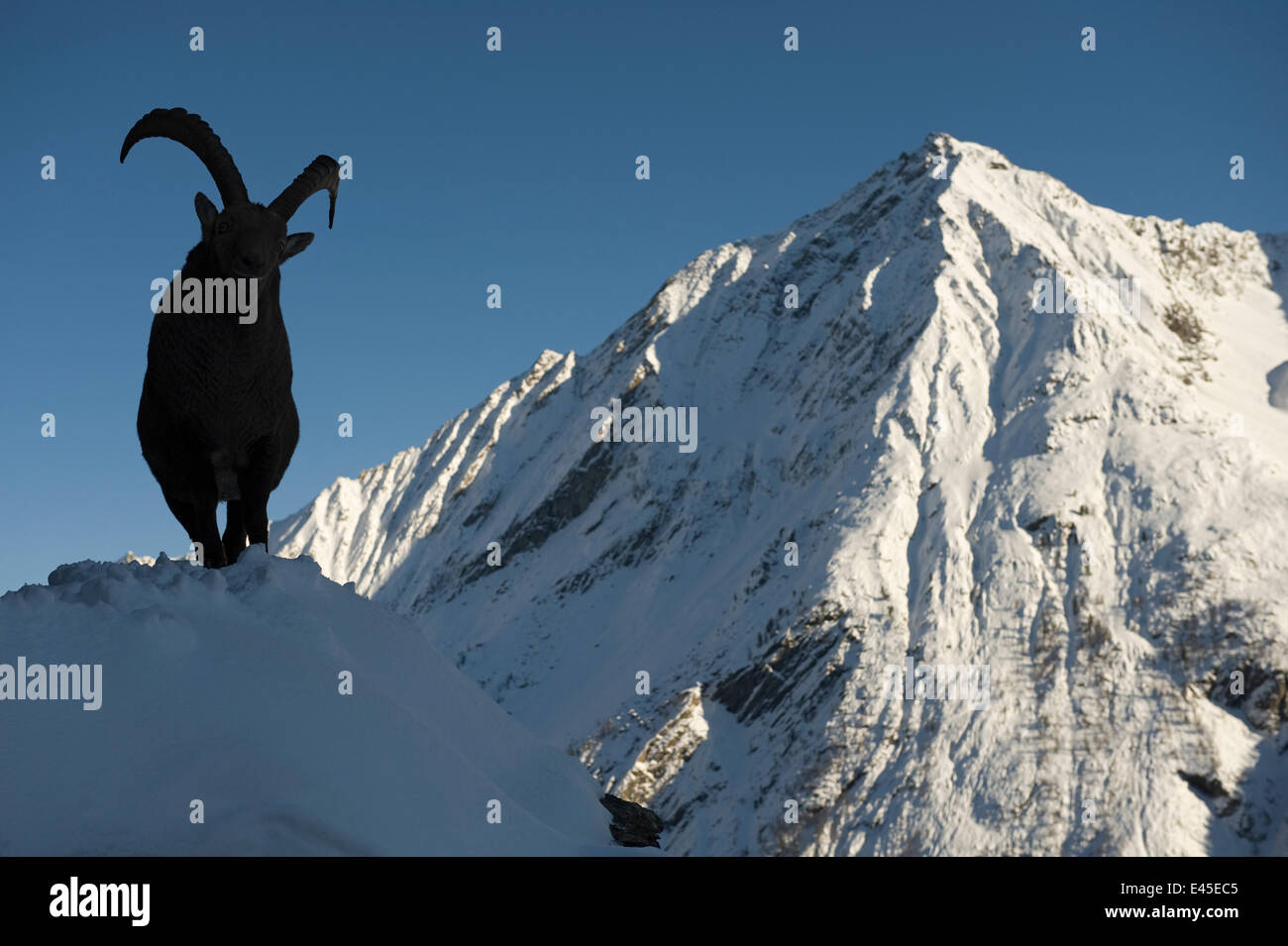Alpine ibex (Capra ibex ibex) silhouetted in alpine landscape in snow ...