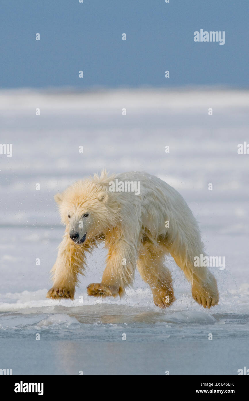 Spring cub Polar bear (Ursus maritimus) jumping from newly forming pack ...