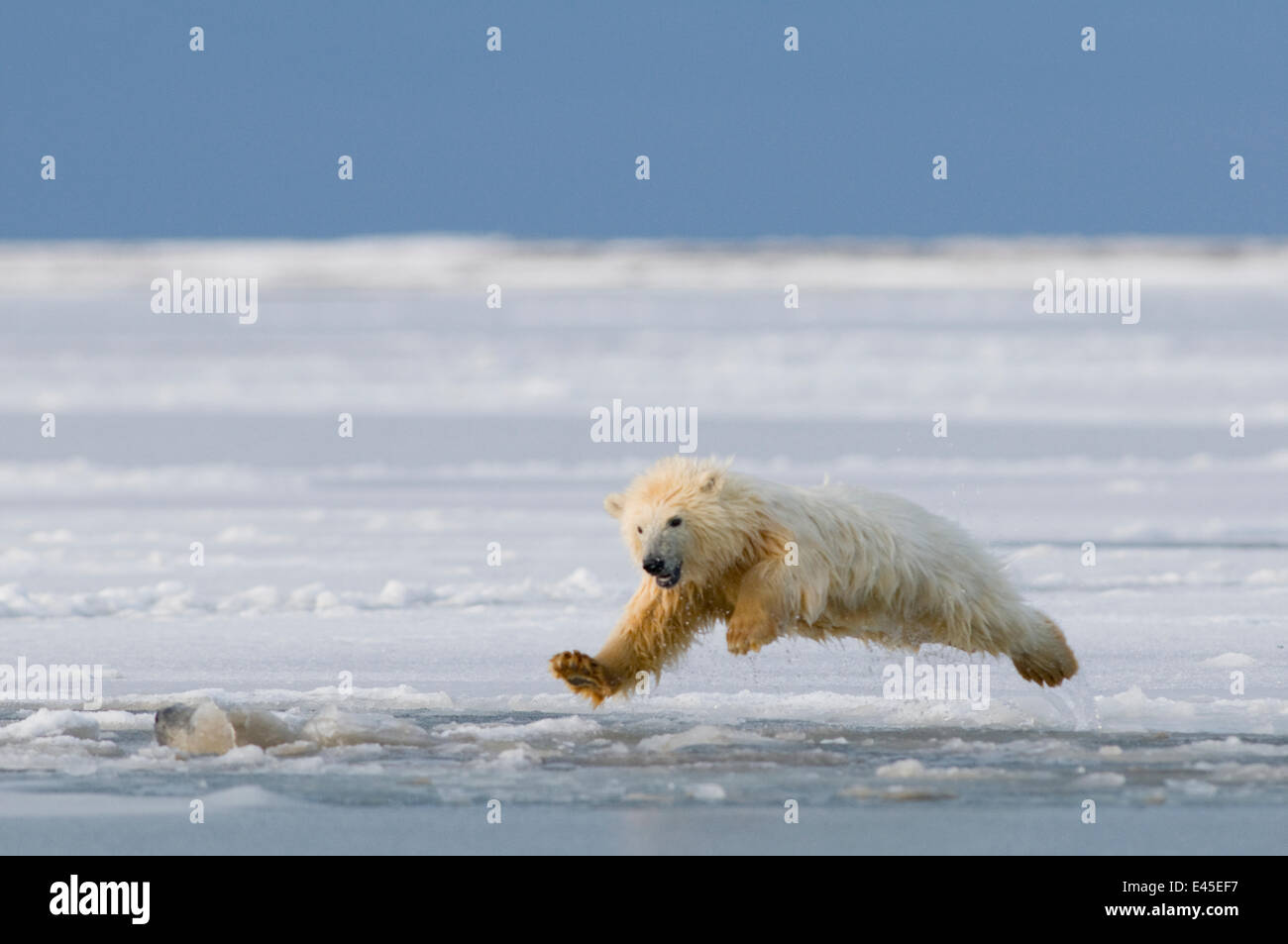 Polar bear (Ursus maritimus) spring cub jumping across newly forming ...