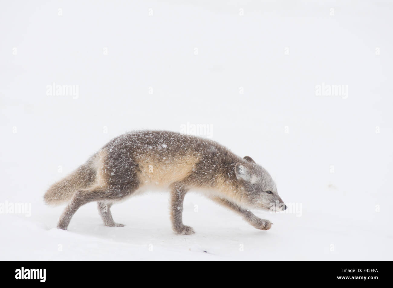 Young Arctic fox (Vulpes / Alopex lagopus) its coat turning from summer ...