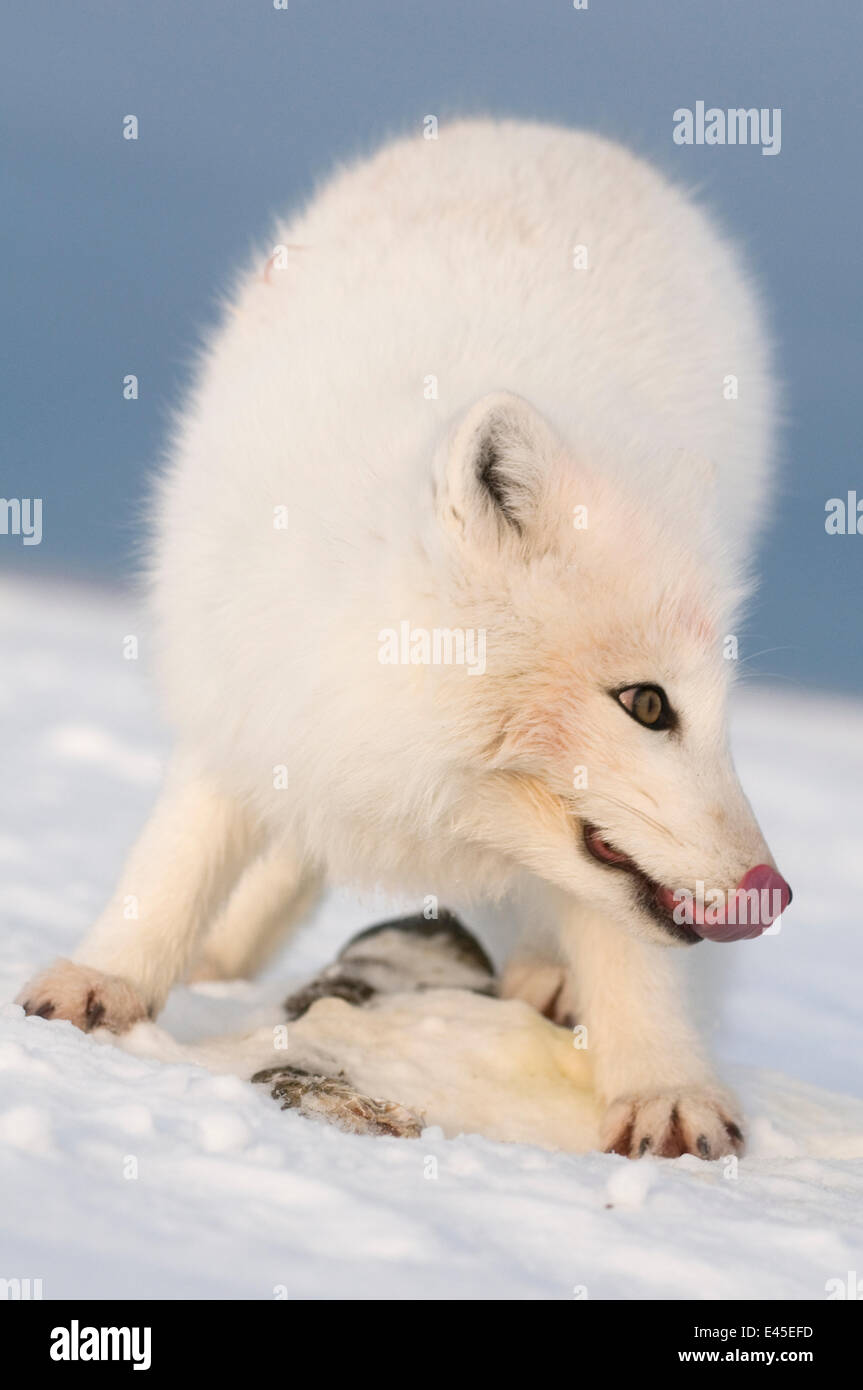 Arctic fox (Vulpes / Alopex lagopus) scavenging on a Bowhead whale ...