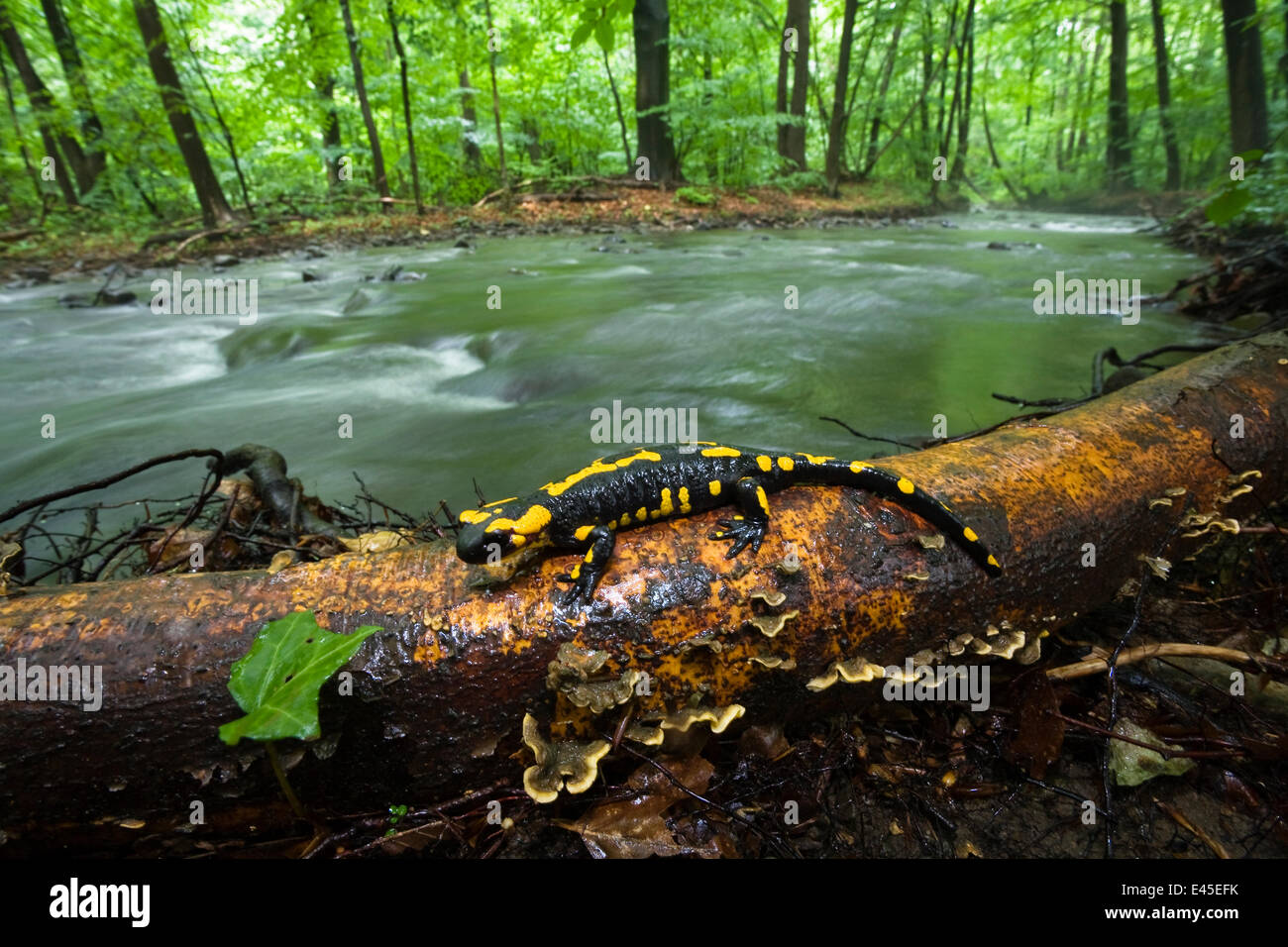 European salamander (Salamandra salamandra) on tree trunk beside river ...