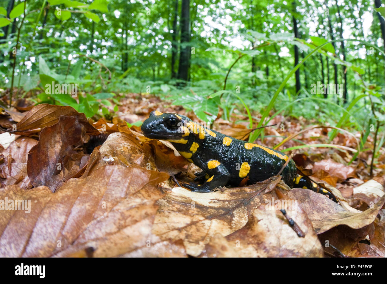 European fire salamanders hi-res stock photography and images - Alamy