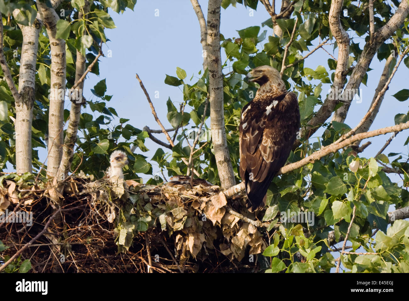 Eastern Imperial Eagles Hi res Stock Photography And Images Alamy