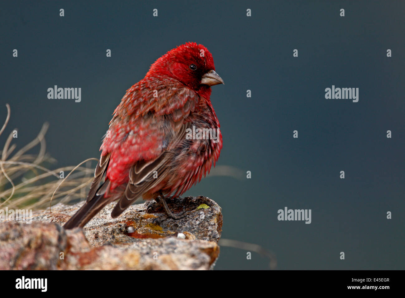 Old male Great rosefinch (Carpodacus rubicilla) on rock, Mount Cheget ...