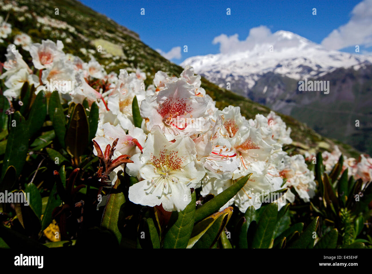 Caucasian rhododendron (Rhododendron caucasium) flowers with Mount ...