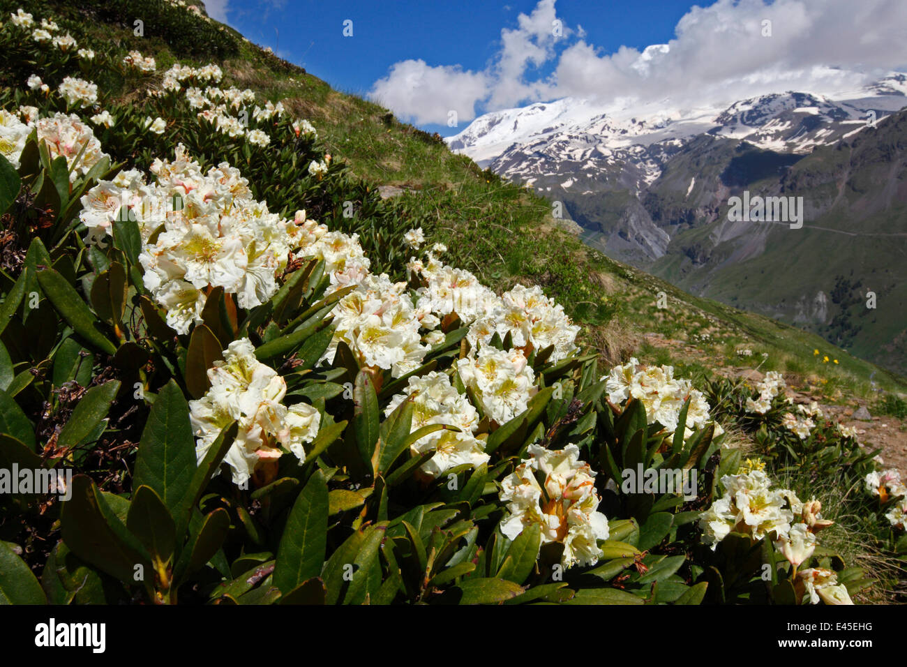 Caucasian rhododendron (Rhododendron caucasium) flowers with Mount ...
