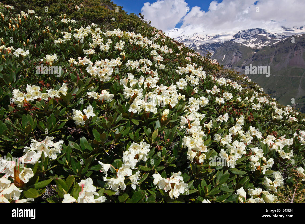 Caucasian rhododendron (Rhododendron caucasium) flowers with Mount ...