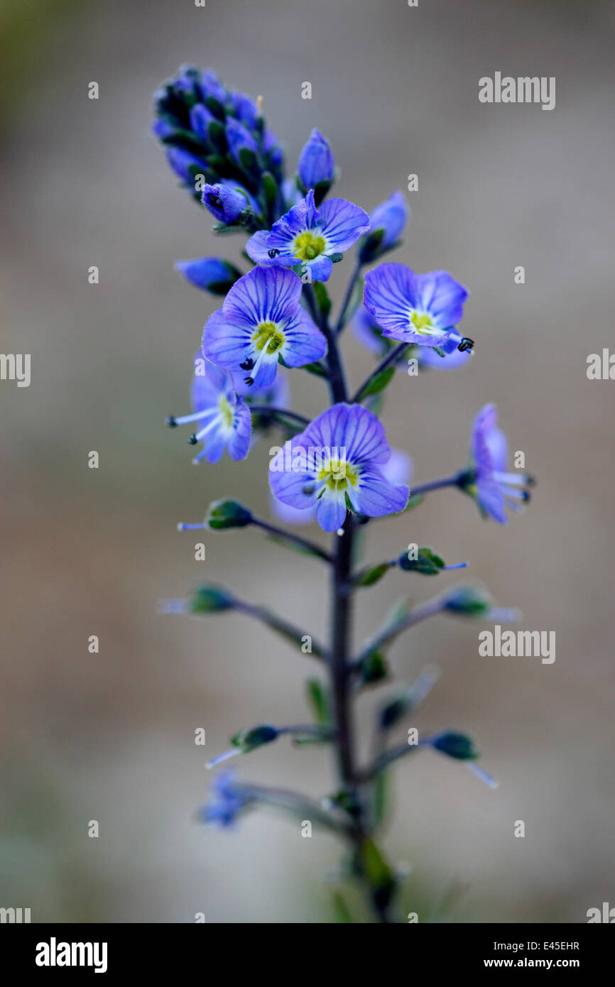 Veronica sp hi-res stock photography and images - Alamy