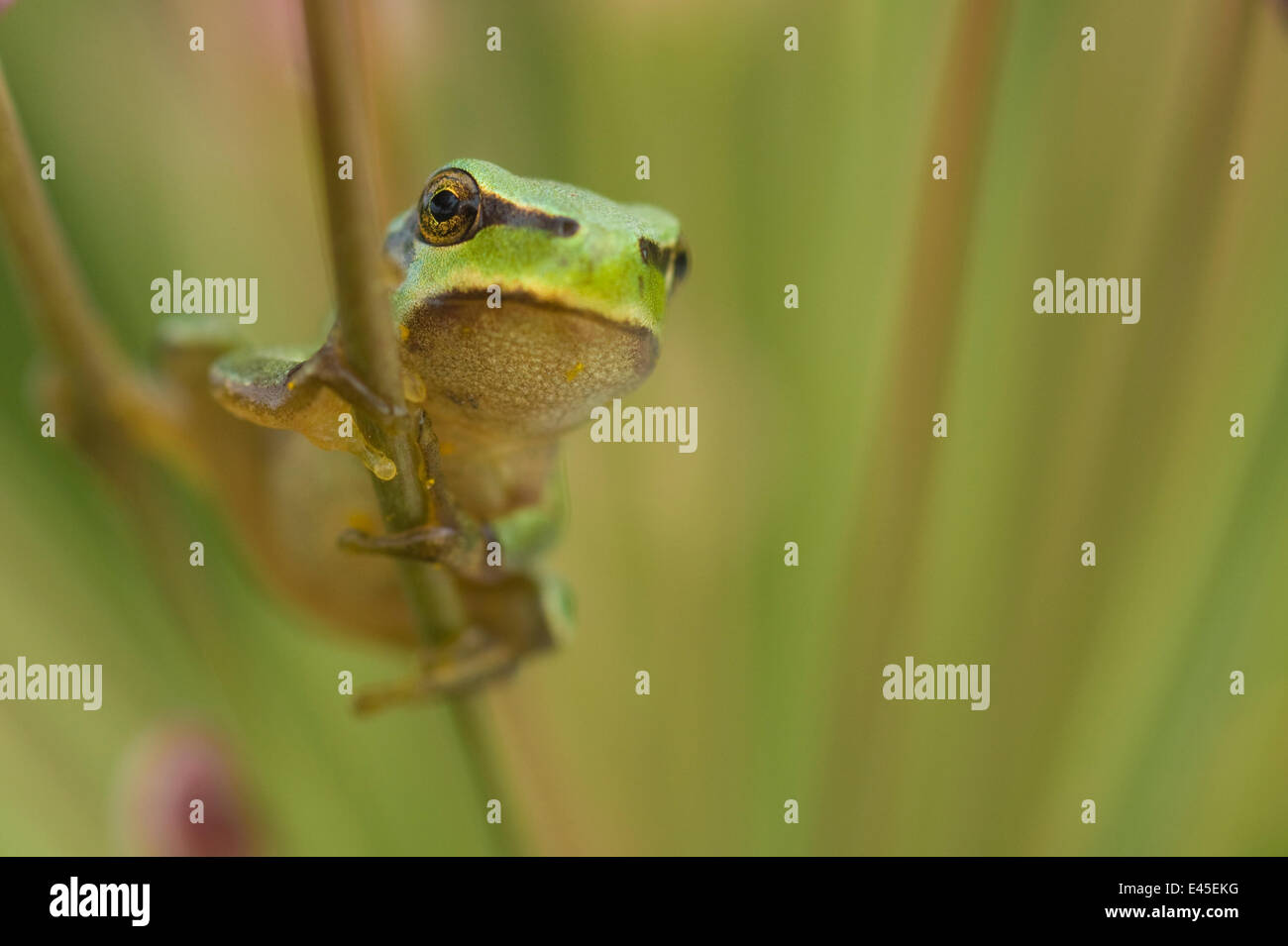 Frog rush hi-res stock photography and images - Alamy
