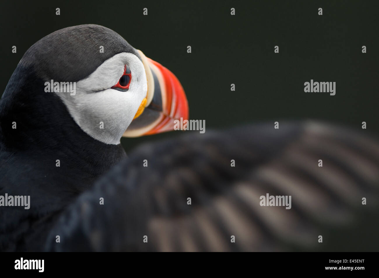 Atlantic puffin wing stretch hi-res stock photography and images - Alamy