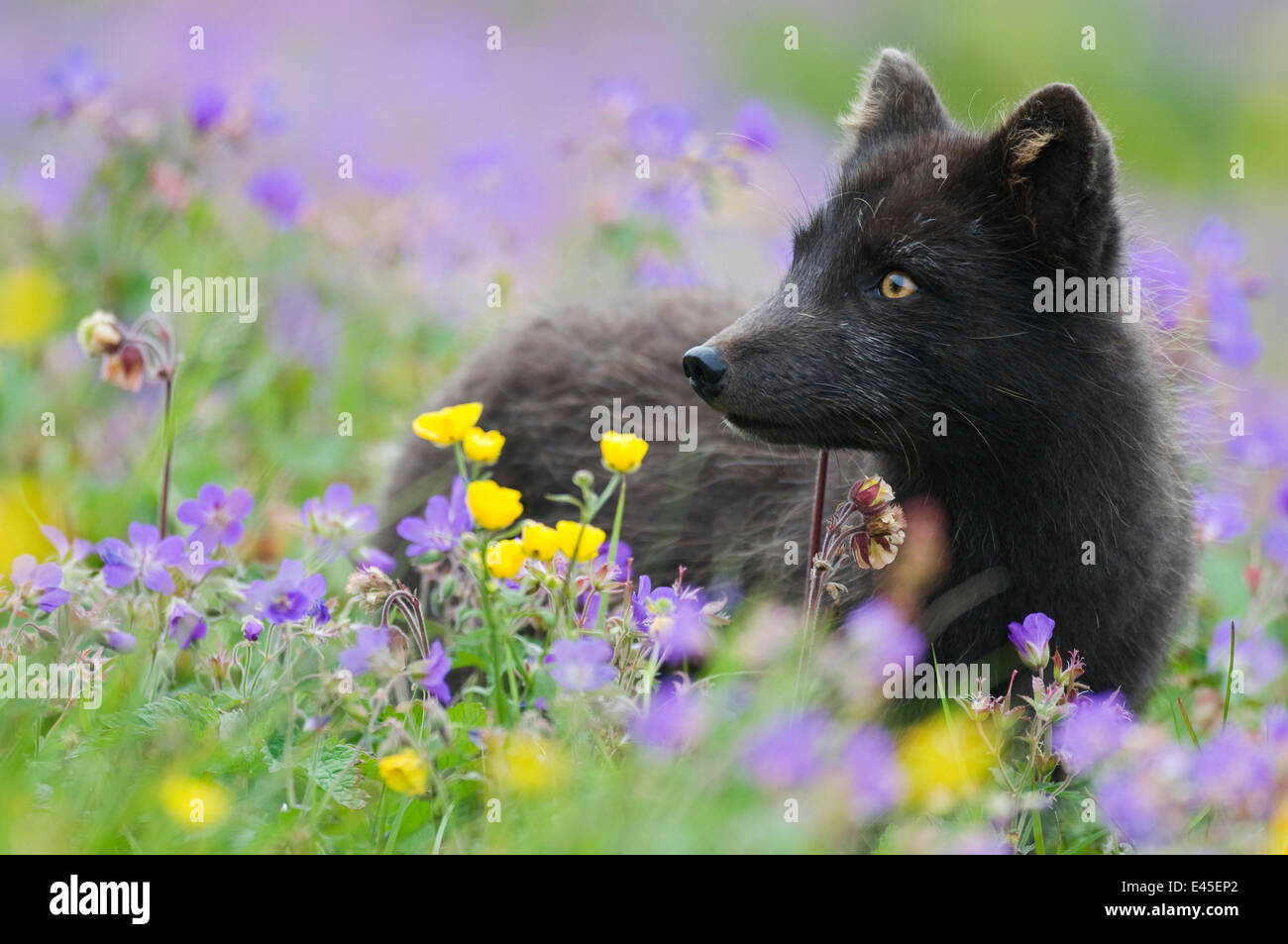 Arctic fox (Vulpes / Alopex lagopus) in a wild flower meadow, dark ...