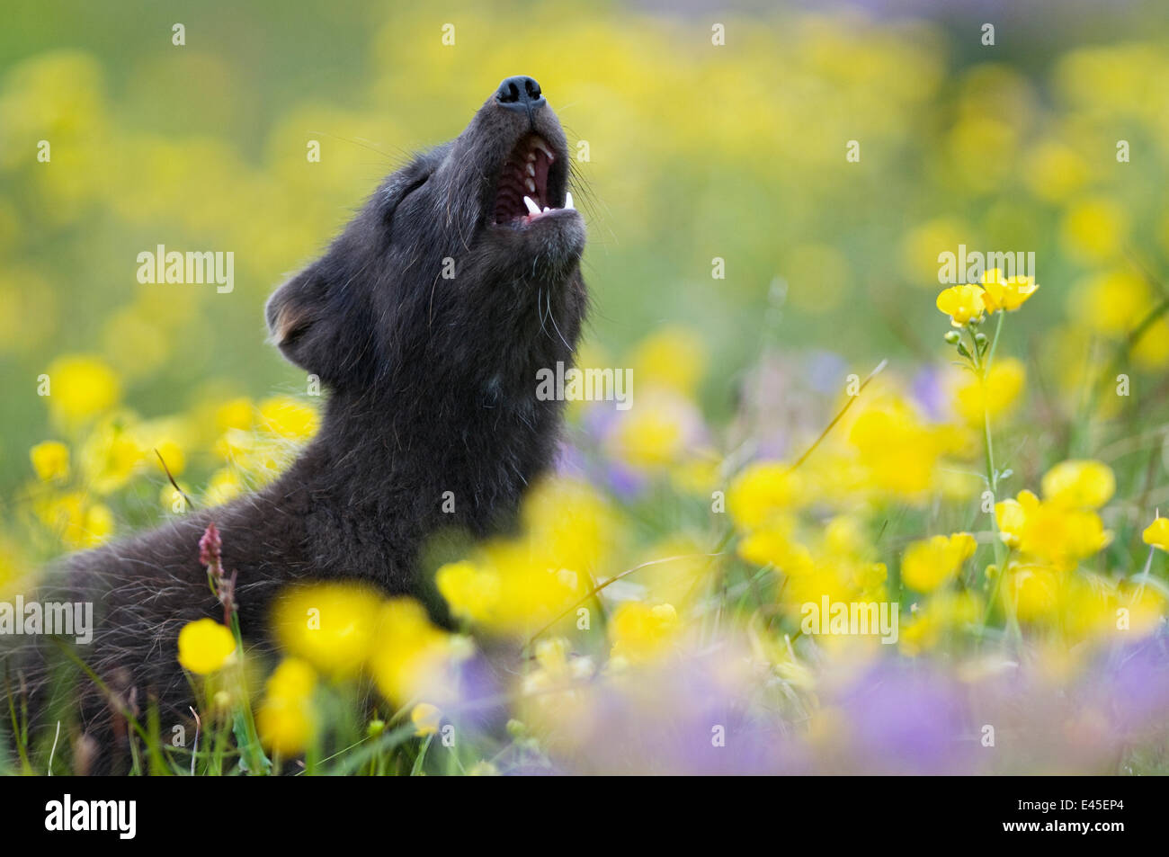 Arctic fox (Vulpes / Alopex lagopus) barking in a wild flower meadow ...