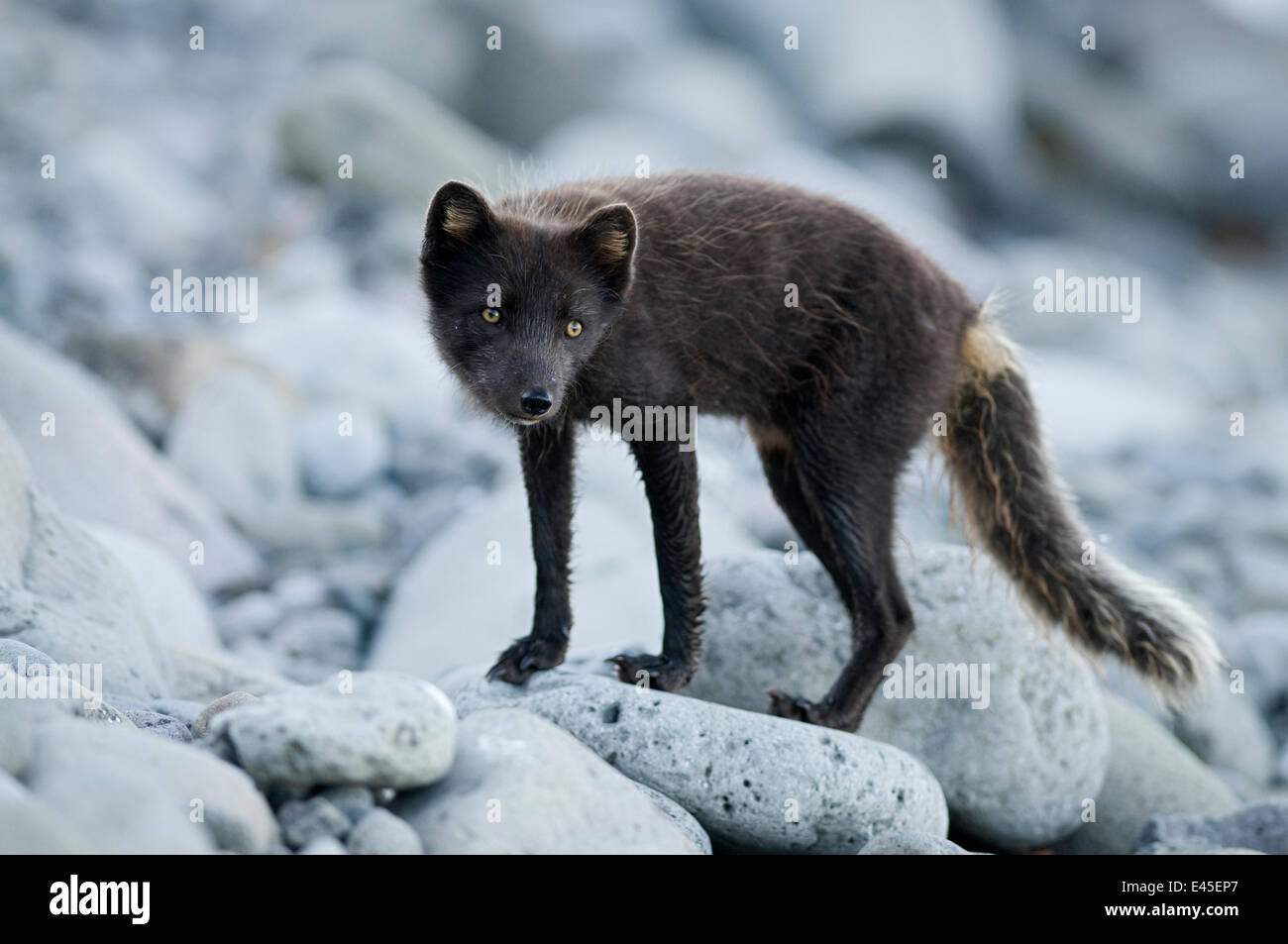 Arctic fox (Vulpes / Alopex lagopus) on rocks, dark summer phase ...